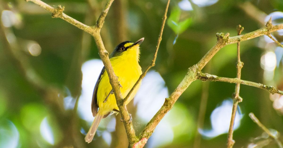 Teque #121402 - Biofaces - Bring Nature Closer