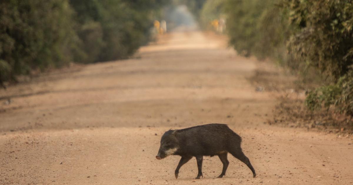 Queixada #121588 - Biofaces - Bring Nature Closer