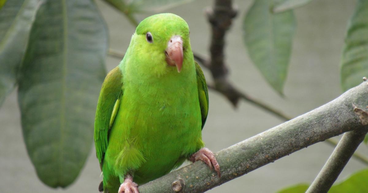 Periquito-rico #122077 - Biofaces - Bring Nature Closer