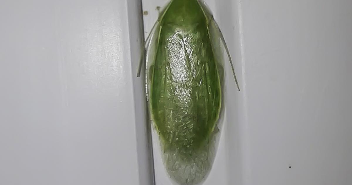 Panchlora #122375 - Biofaces - Bring Nature Closer