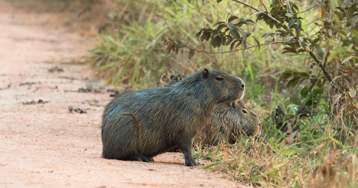 Capivara #122719 - Biofaces - Bring Nature Closer