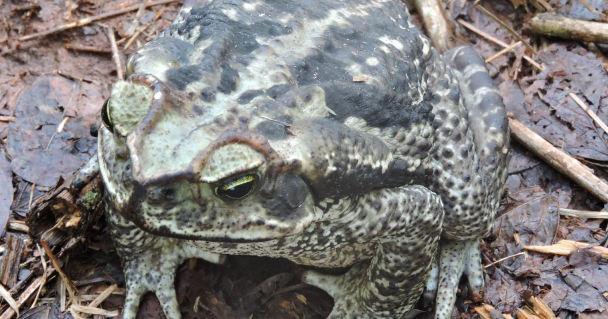 Sapo-Cururu #122909 - Biofaces - Bring Nature Closer