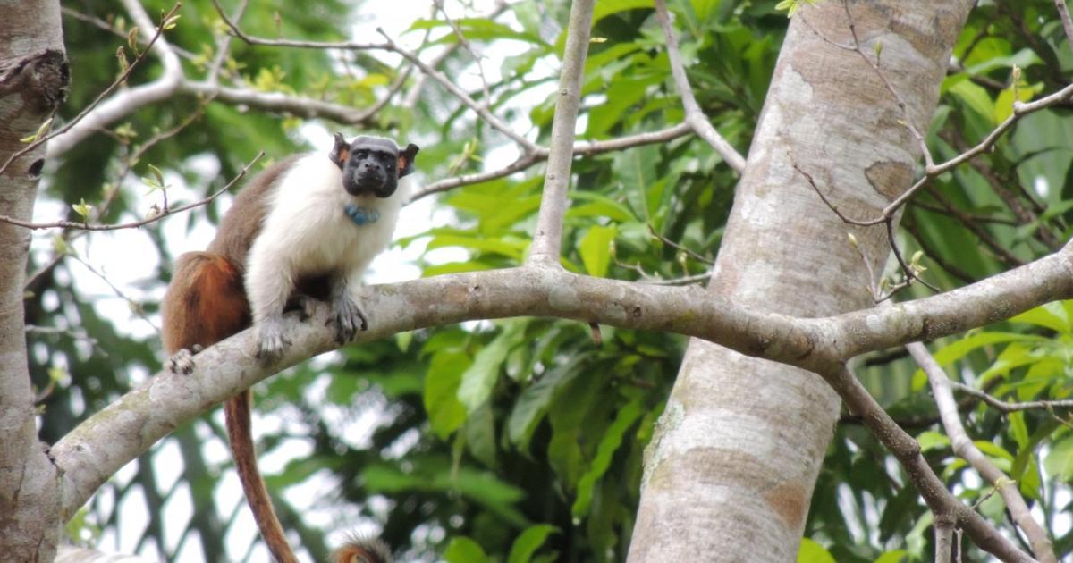 Sauim #122962 - Biofaces - Bring Nature Closer