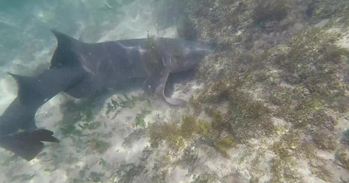 Tubarão-lixa #122983 - Biofaces - Bring Nature Closer