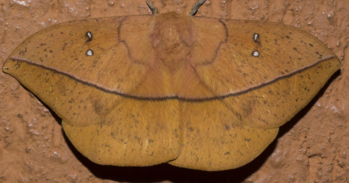 Lonomia #123057 - Biofaces - Bring Nature Closer