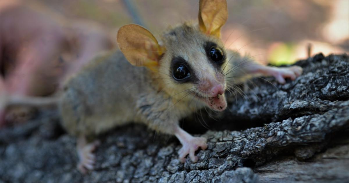 Cuíca graciosa - Biofaces - Bring Nature Closer