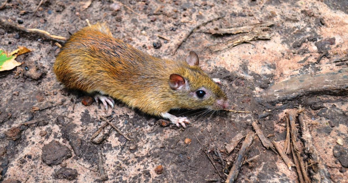 Rato-de-espinho #123161 - Biofaces - Bring Nature Closer