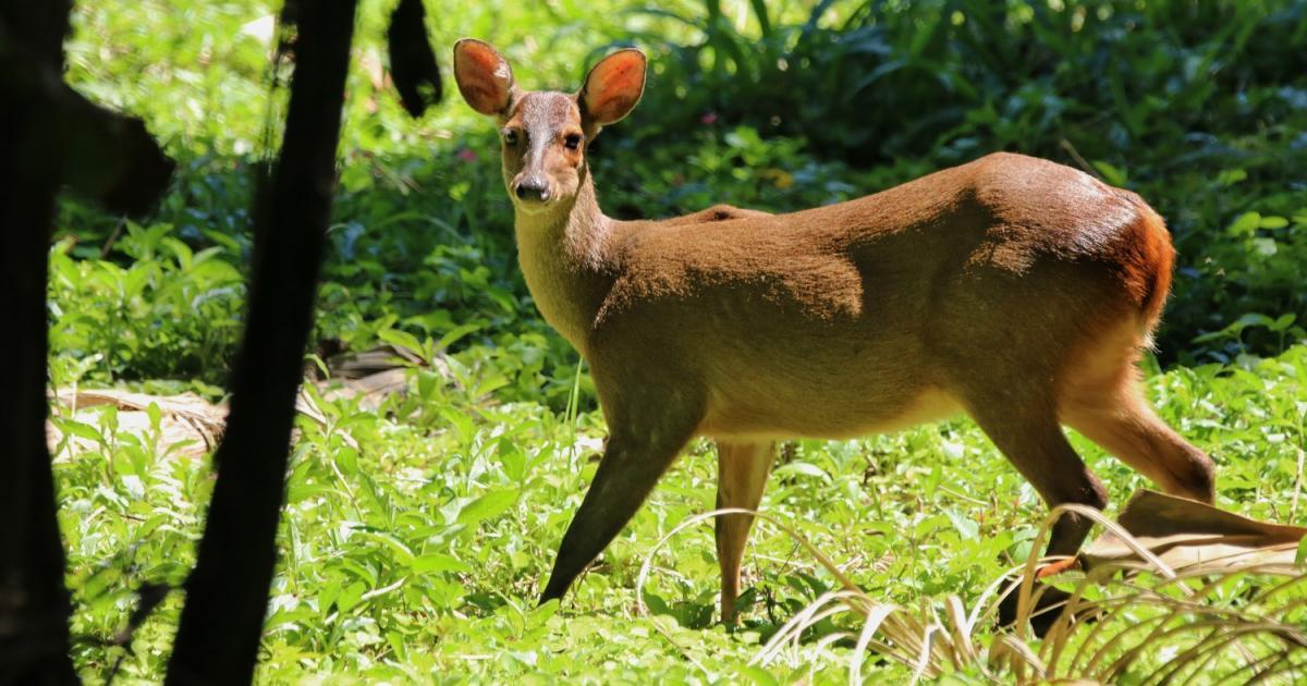 Veado mateiro - Biofaces - Bring Nature Closer