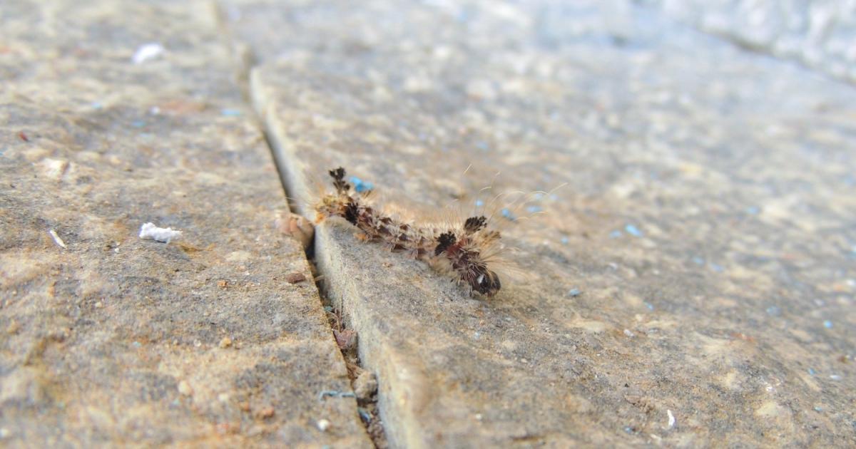 Lagarta #123462 - Biofaces - Bring Nature Closer