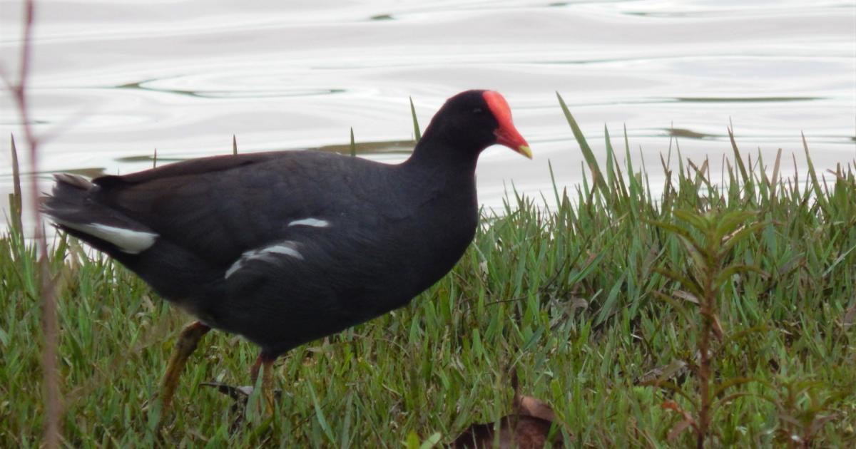 Frango-d'água-comum #123613 - Biofaces - Bring Nature Closer