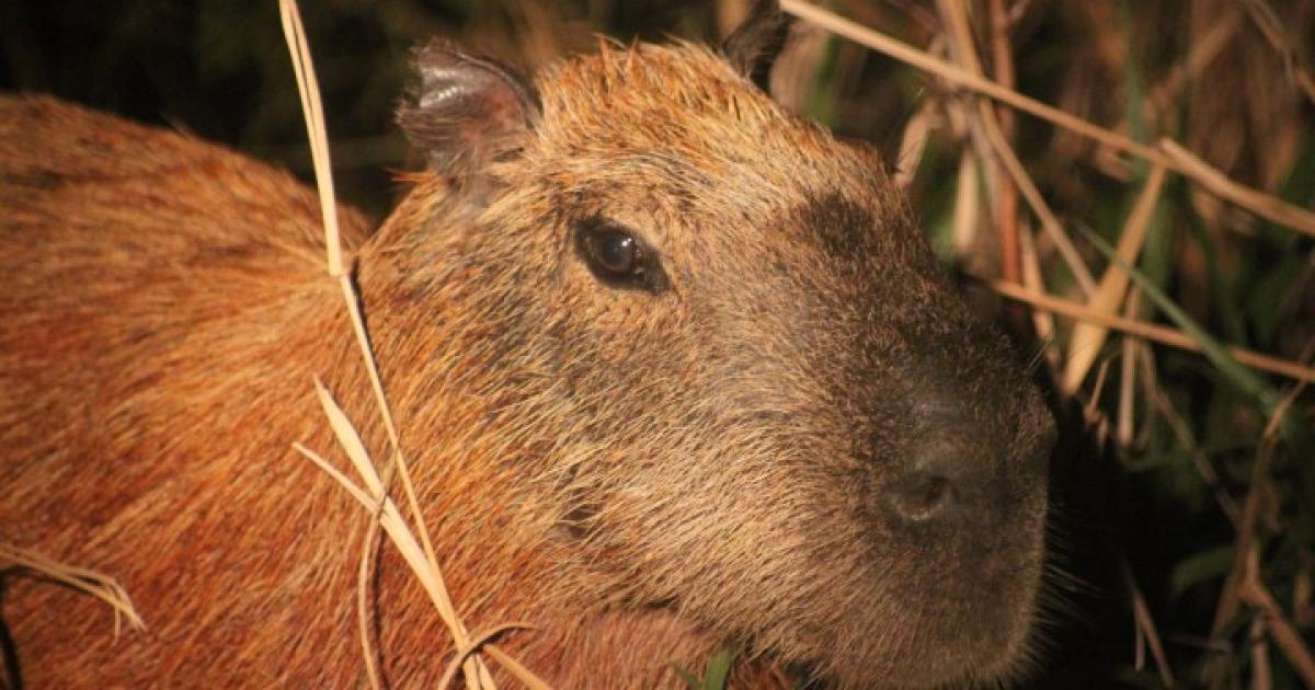 Capibara #123876 - Biofaces - Bring Nature Closer