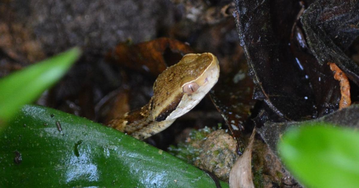 Jararaca #124029 - Biofaces - Bring Nature Closer