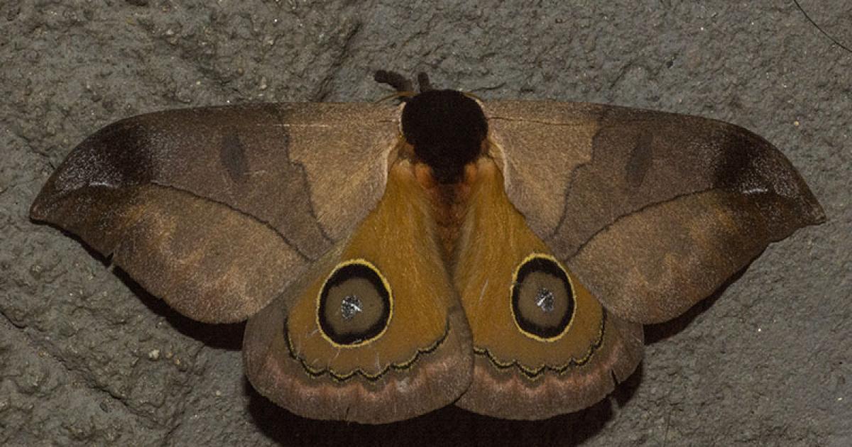 Automeris #124200 - Biofaces - Bring Nature Closer