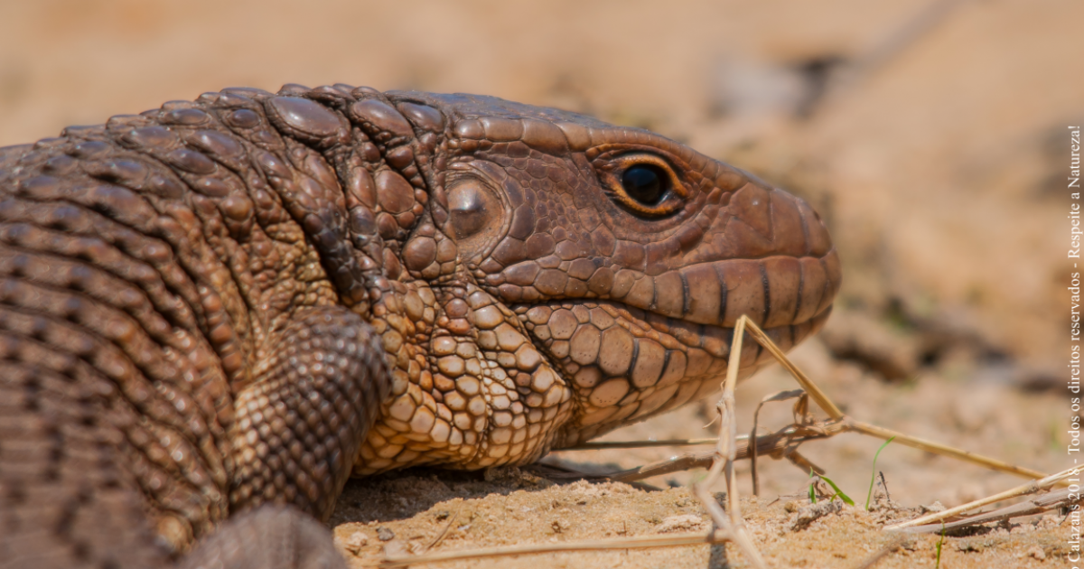 Víbora #124223 - Biofaces - Bring Nature Closer