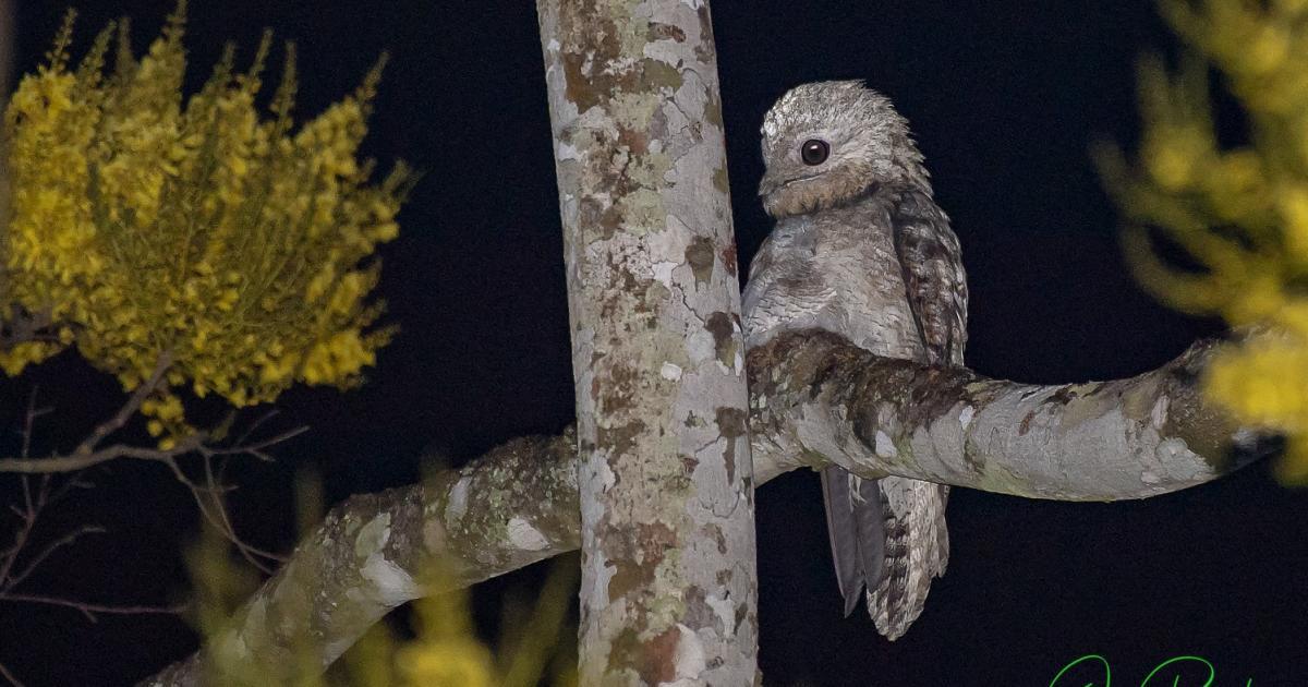 Mãe-da-lua-gigante #124387 - Biofaces - Bring Nature Closer