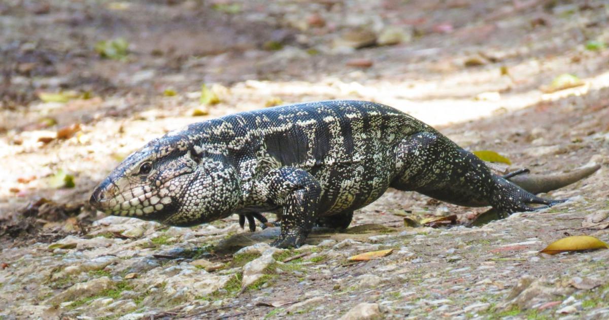 Teiú-gigante #124423 - Biofaces - Bring Nature Closer