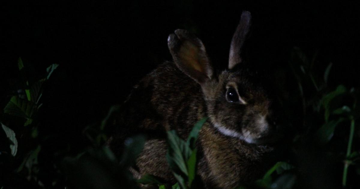 Tapiti #125001 - Biofaces - Bring Nature Closer