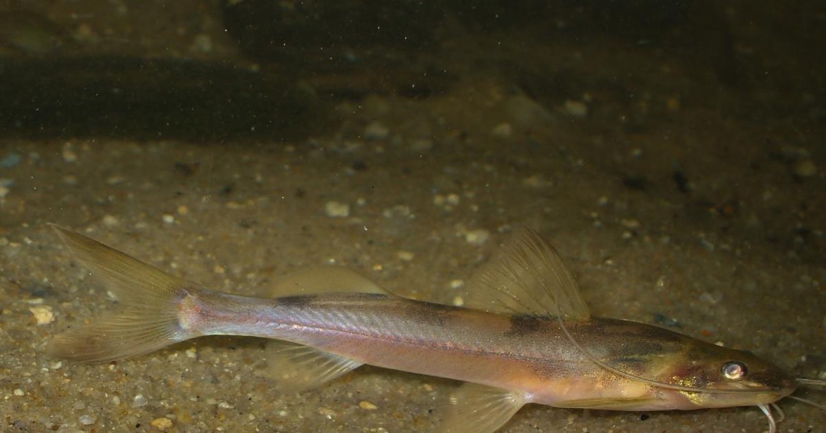 Imparfinis #125347 - Biofaces - Bring Nature Closer