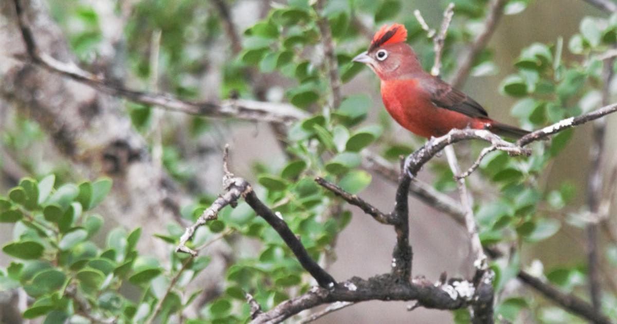 Brasita #125710 - Biofaces - Bring Nature Closer