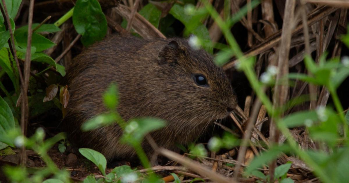 Cavia #126069 - Biofaces - Bring Nature Closer
