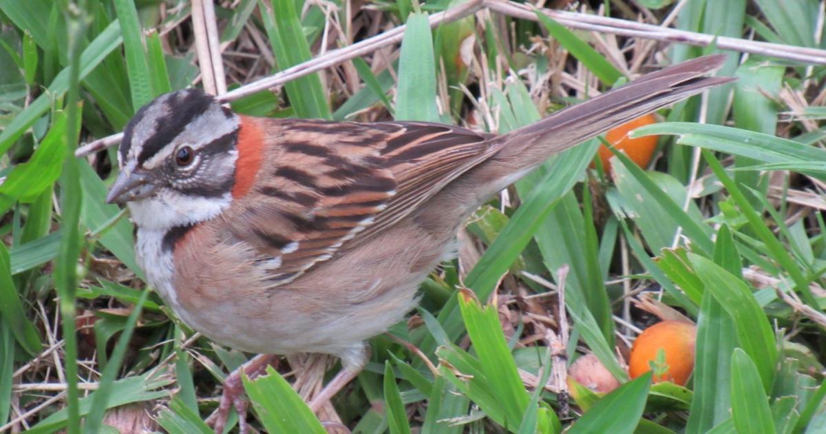 Tico-tico #126354 - Biofaces - Bring Nature Closer