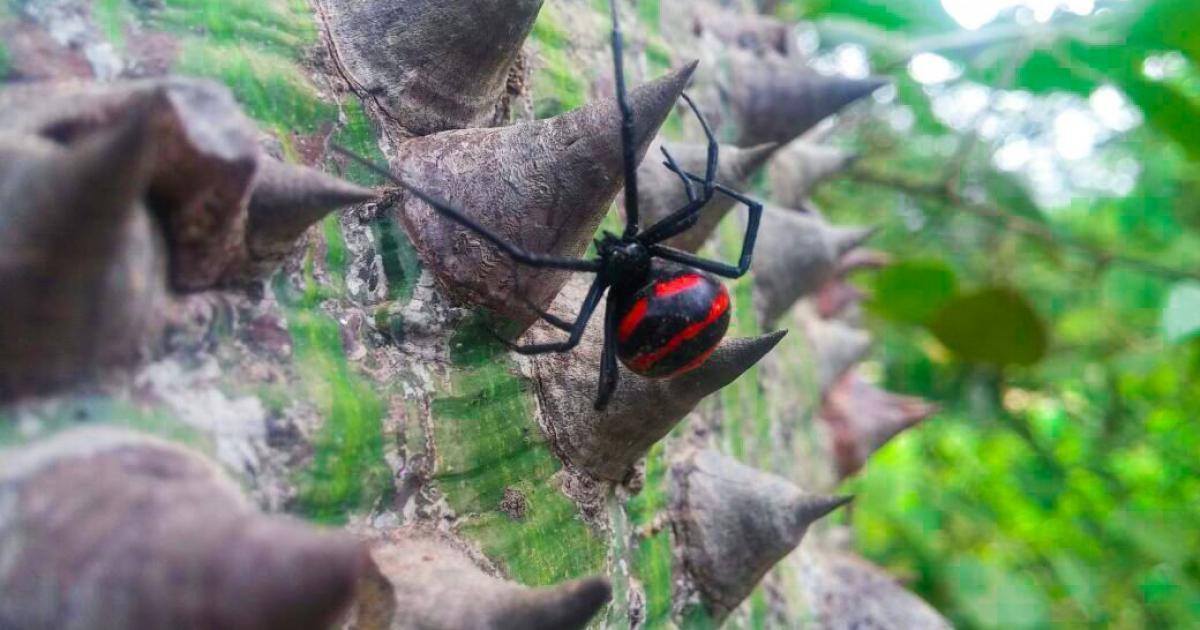 Latrodectus corallinus [Not evaluated] - Biofaces - Bring Nature Closer