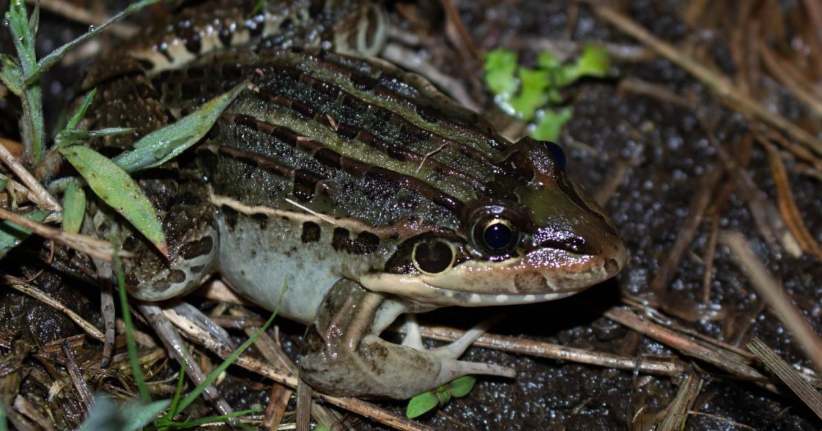 Leptodactylus #126569 - Biofaces - Bring Nature Closer