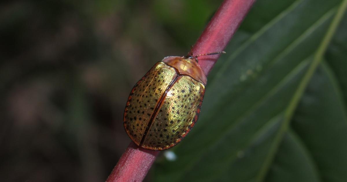 Chelymorpha #126684 - Biofaces - Bring Nature Closer