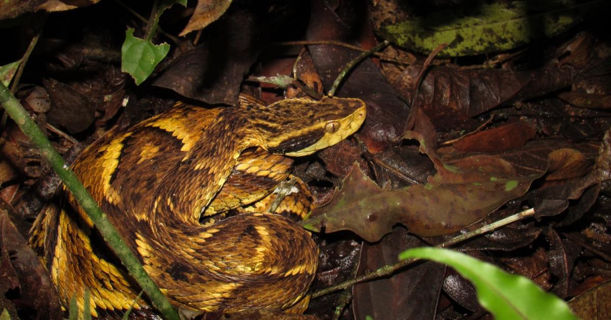 jararaca #126719 - Biofaces - Bring Nature Closer