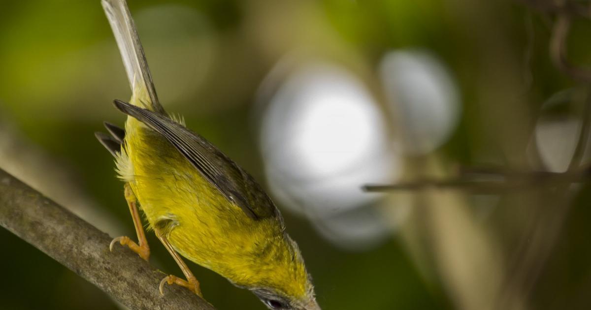 Pula-pula #126776 - Biofaces - Bring Nature Closer