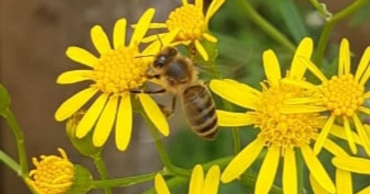 Apis #126785 - Biofaces - Bring Nature Closer