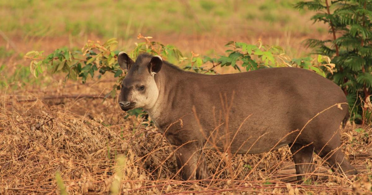 Anta #127162 - Biofaces - Bring Nature Closer