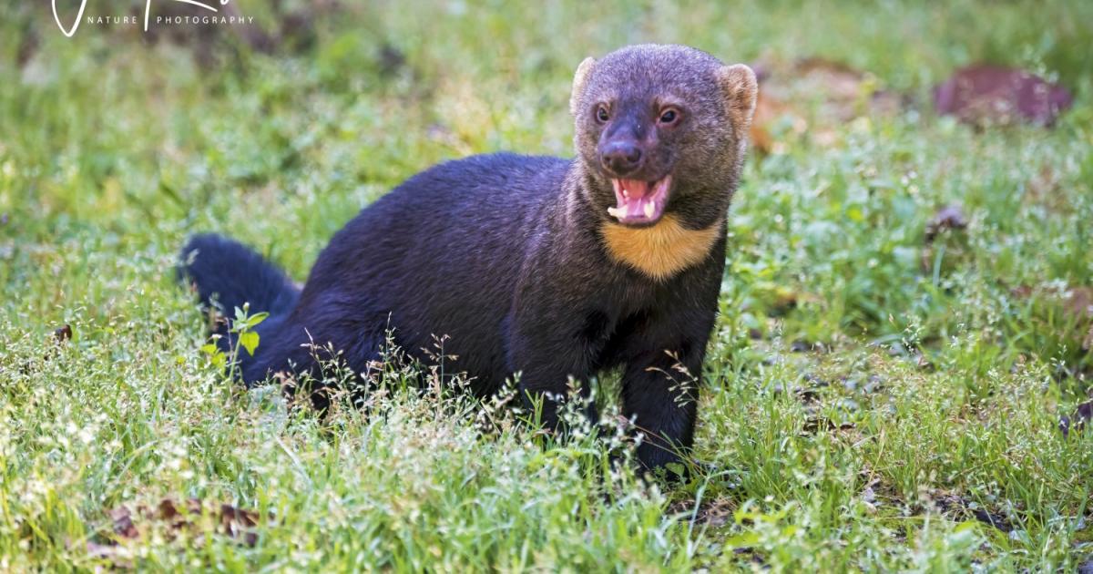 Irara #127351 - Biofaces - Bring Nature Closer