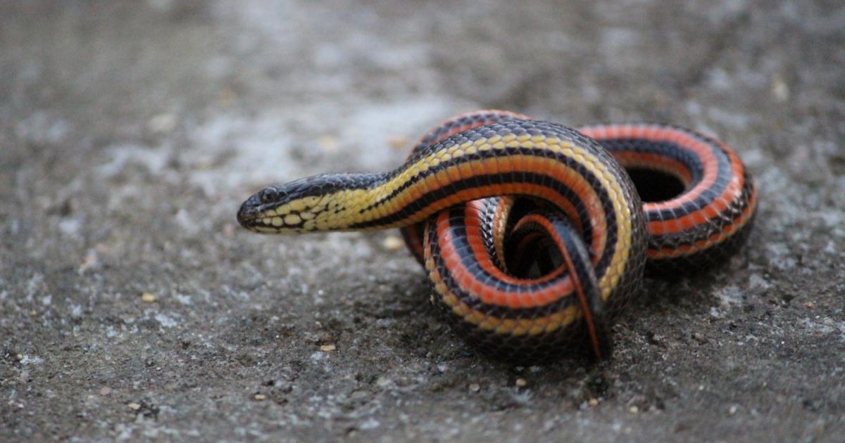 Helicops #127374 - Biofaces - Bring Nature Closer