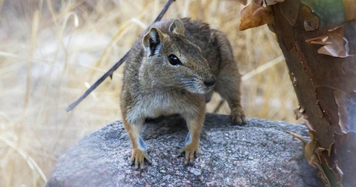 MOCÓ #127389 - Biofaces - Bring Nature Closer