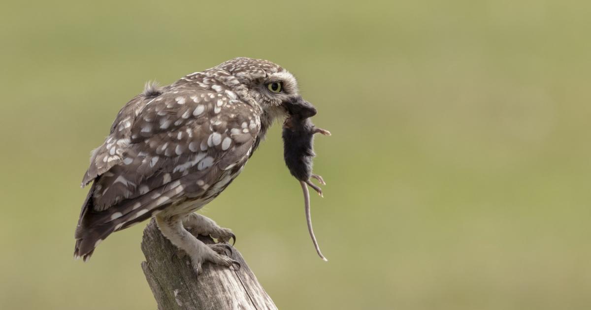 Mocho-galego, #127512 - Biofaces - Bring Nature Closer