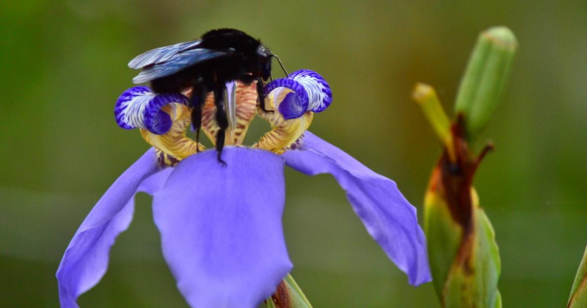 Bombus #127537 - Biofaces - Bring Nature Closer