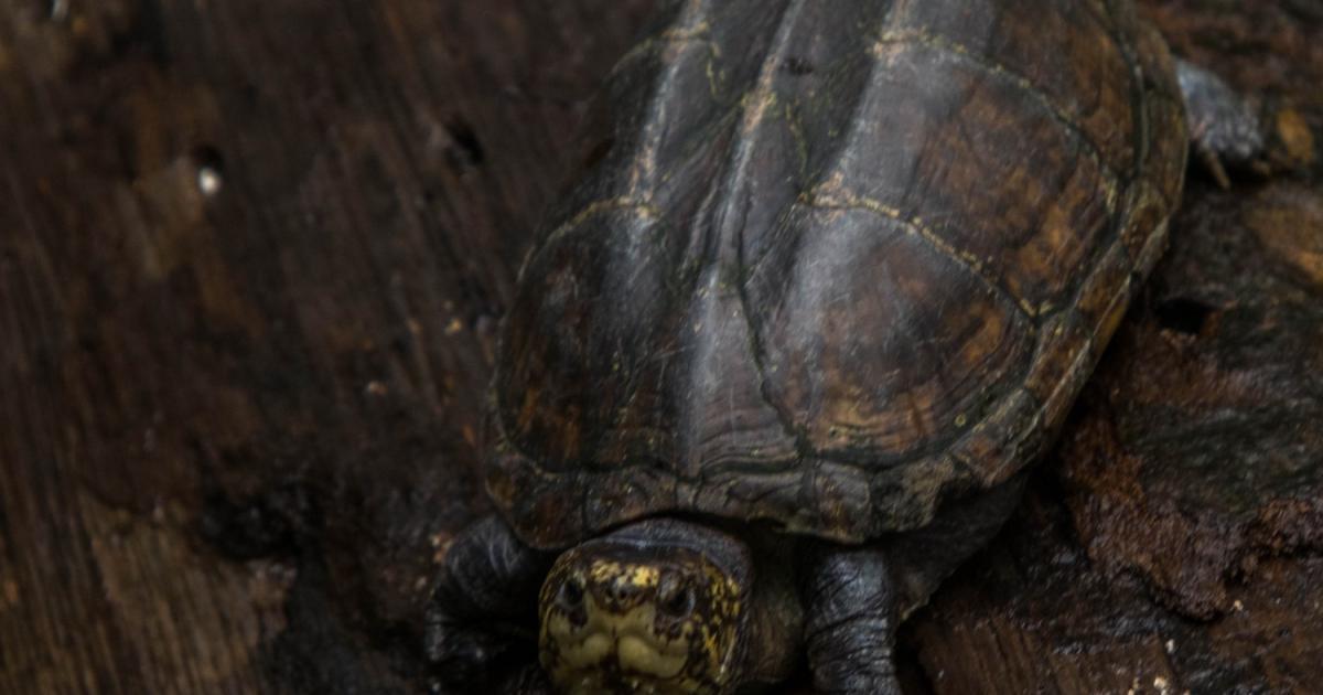 muçuã #127640 - Biofaces - Bring Nature Closer