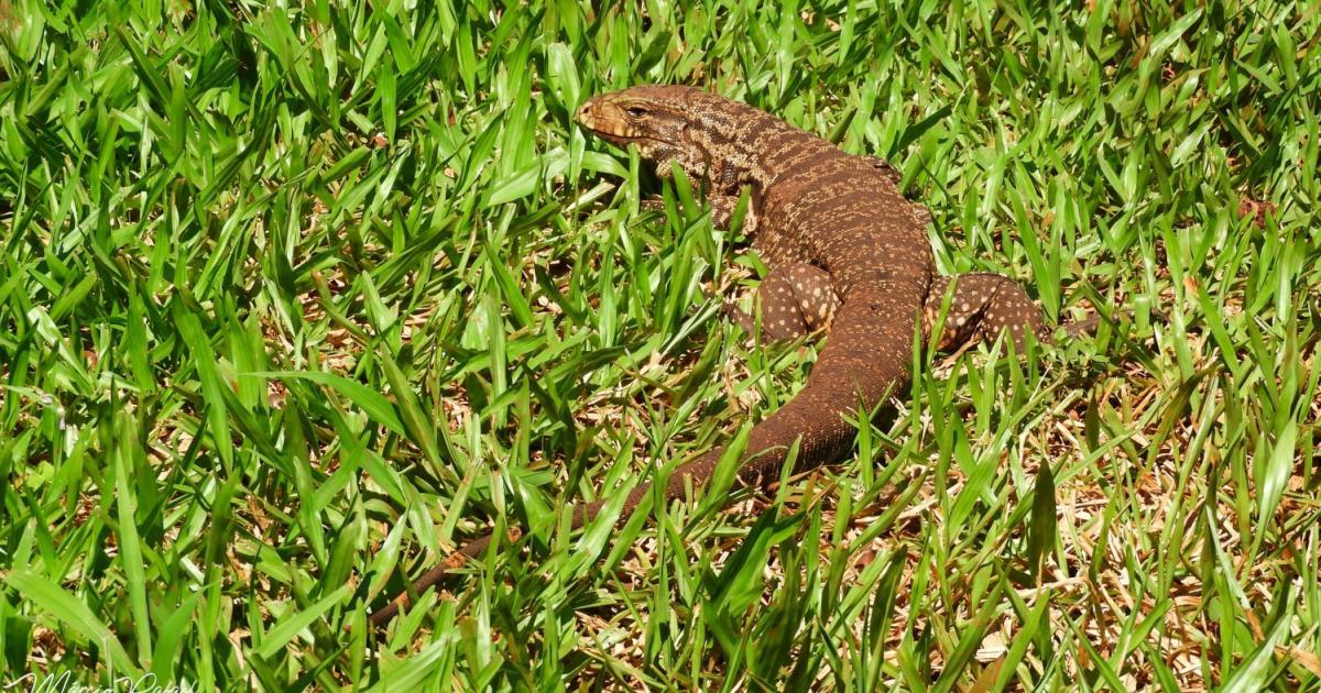 Teiú-gigante #128047 - Biofaces - Bring Nature Closer