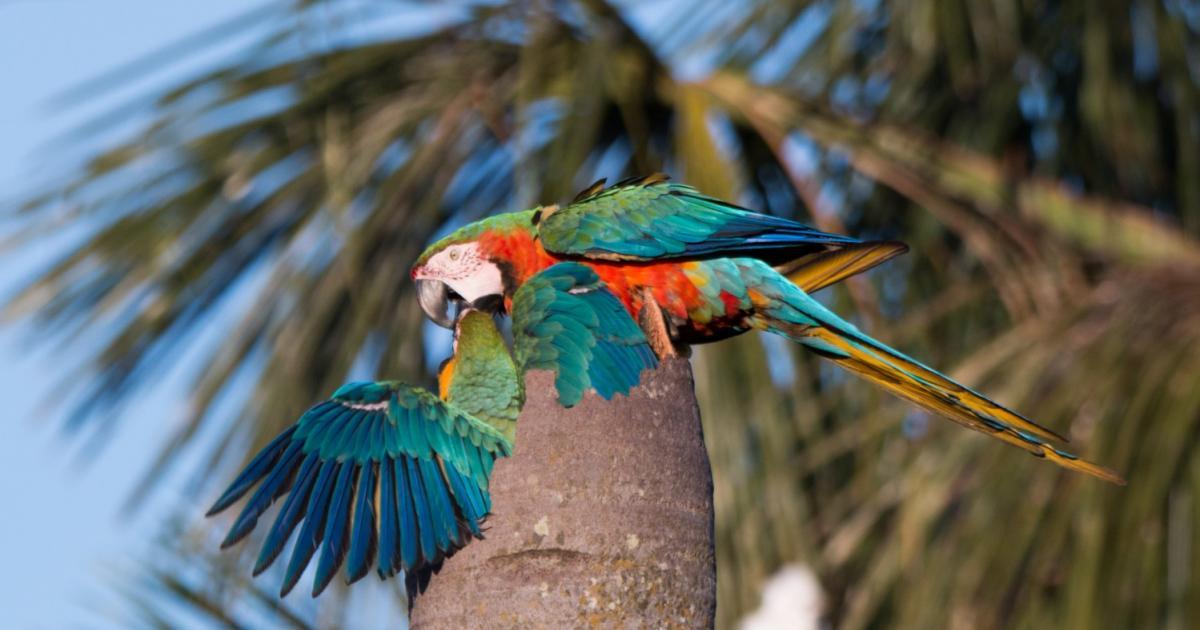 Arara #128318 - Biofaces - Bring Nature Closer