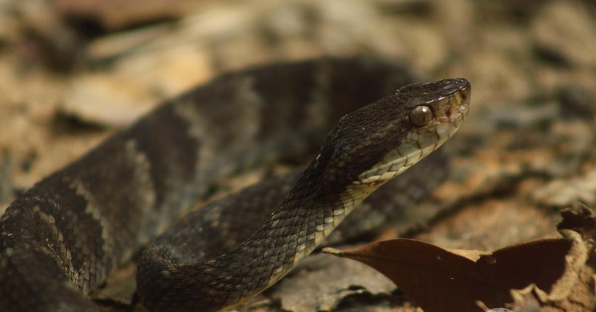 Jararaca, #128424 - Biofaces - Bring Nature Closer