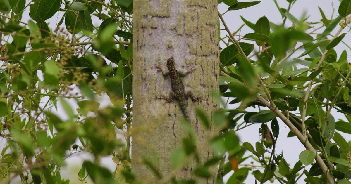 Papa-vento #128422 - Biofaces - Bring Nature Closer