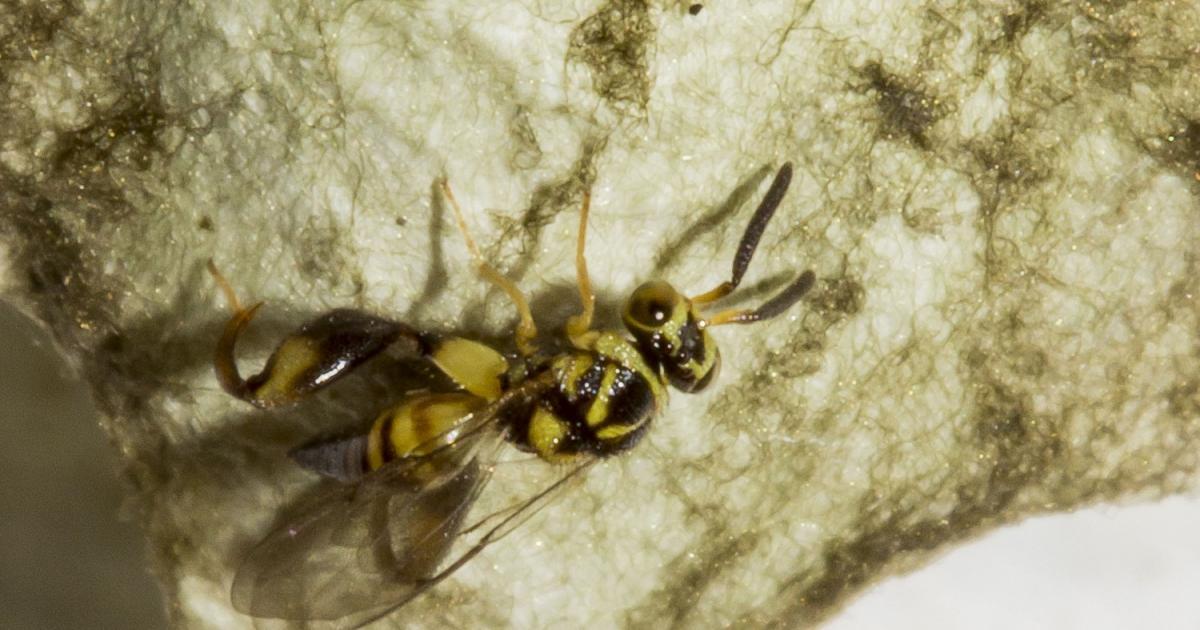 Vespa #128726 - Biofaces - Bring Nature Closer