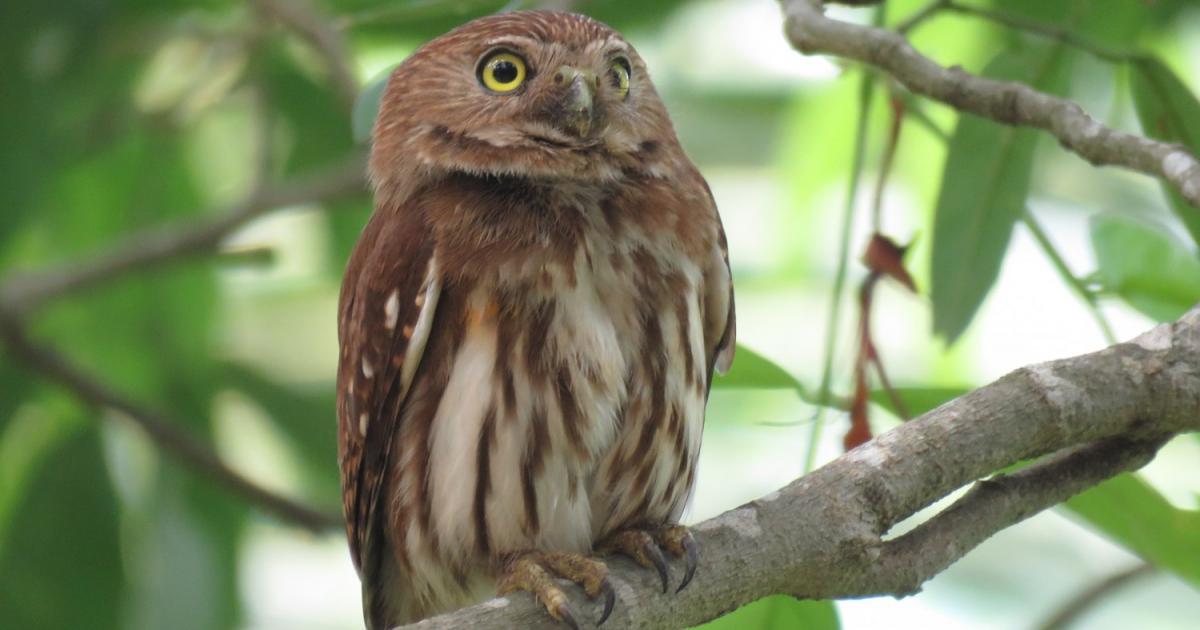 Caburé #128766 - Biofaces - Bring Nature Closer