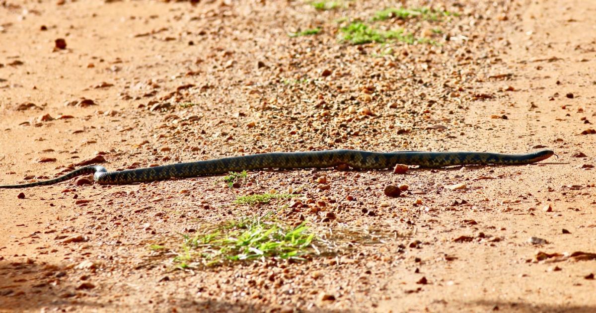 Surucucu-do-pantanal #128873 - Biofaces - Bring Nature Closer