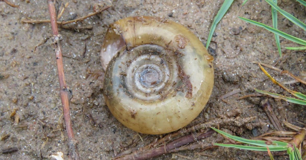 Biomphalaria #129117 - Biofaces - Bring Nature Closer