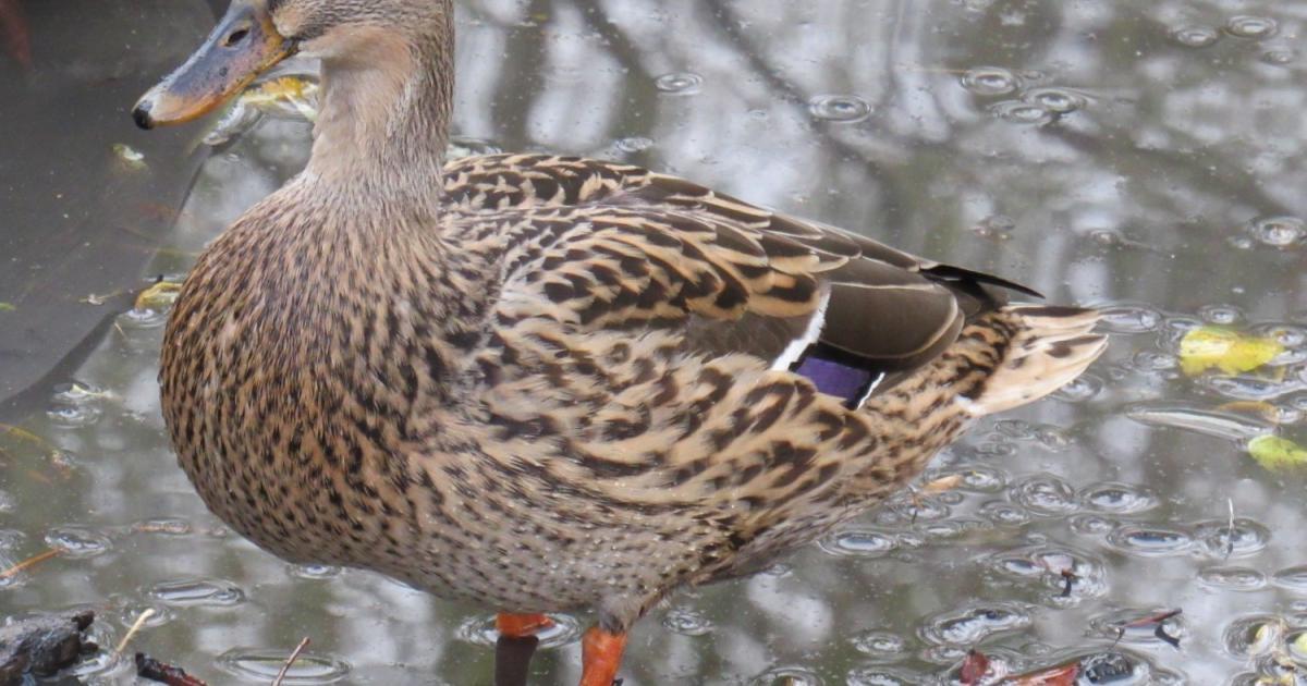 Pato #129265 - Biofaces - Bring Nature Closer