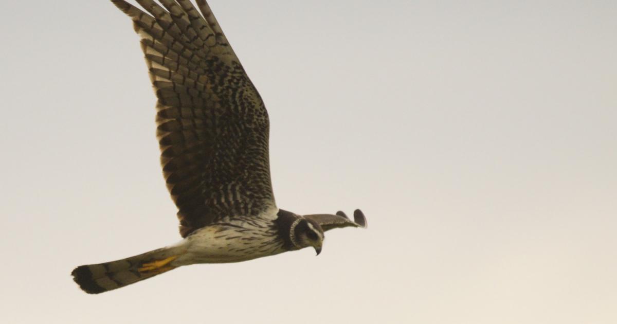 Gavilán #129340 - Biofaces - Bring Nature Closer