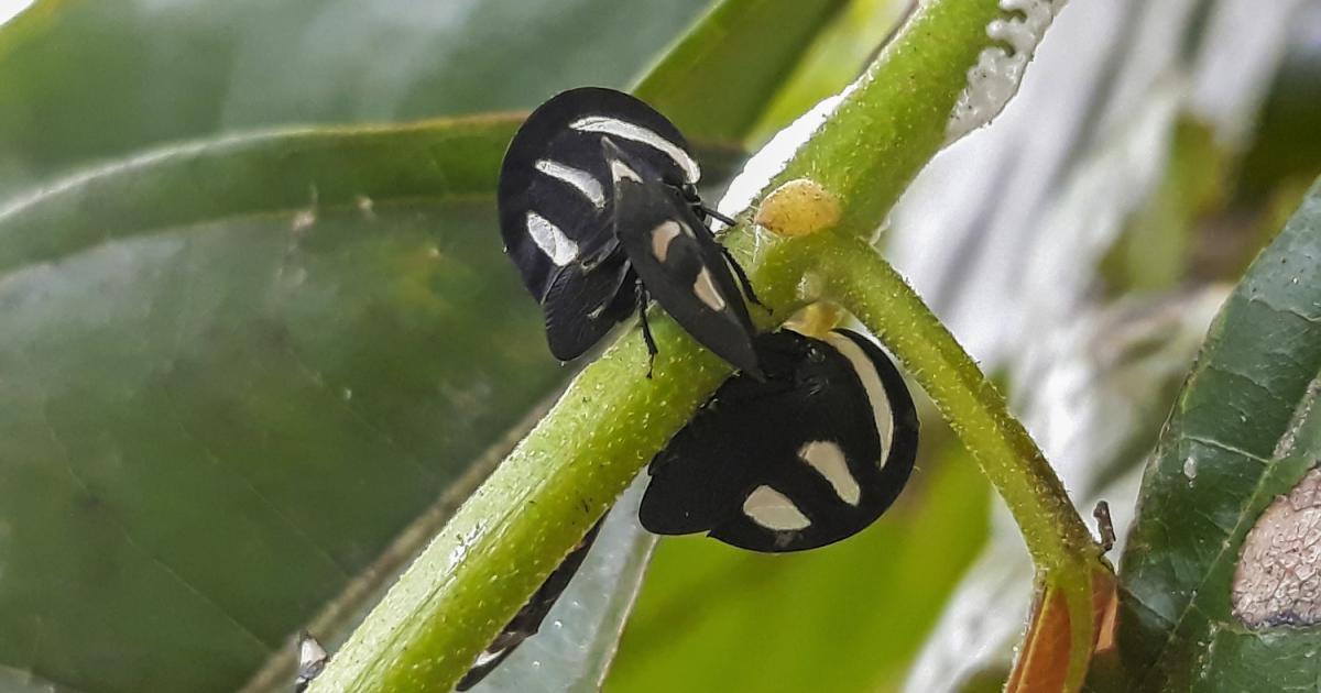 Membracis #129815 - Biofaces - Bring Nature Closer