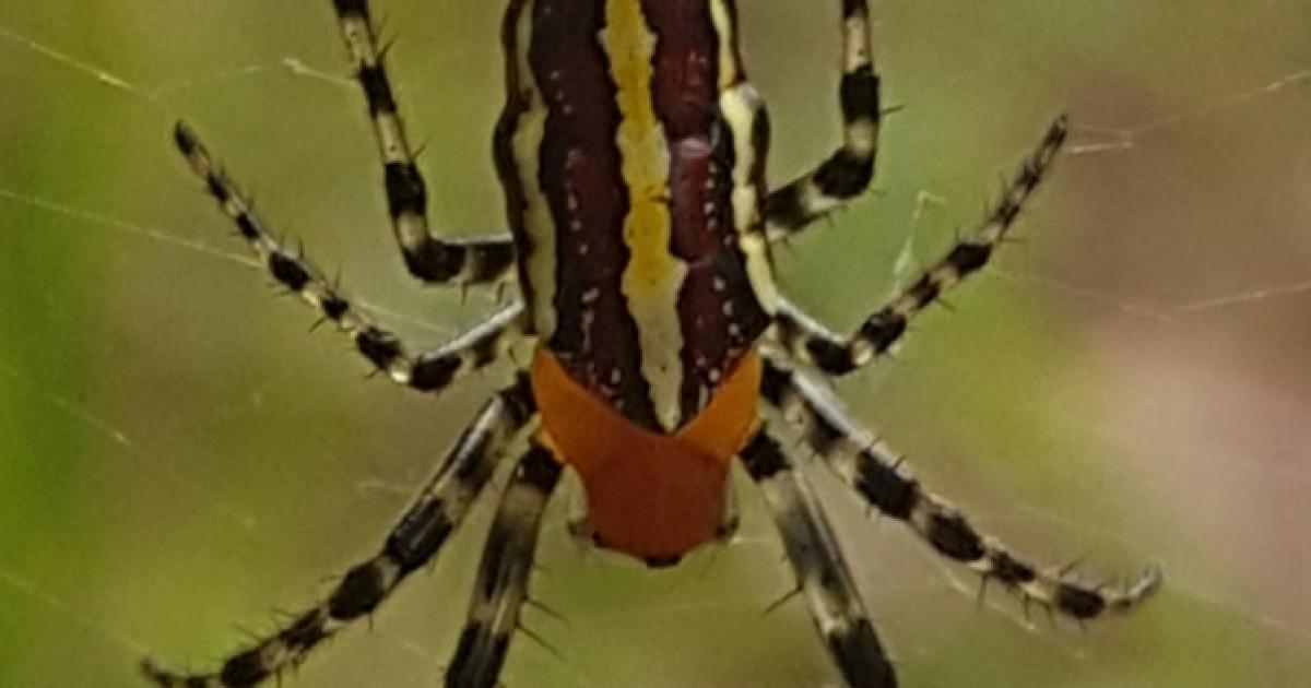 Alpaida #130005 - Biofaces - Bring Nature Closer